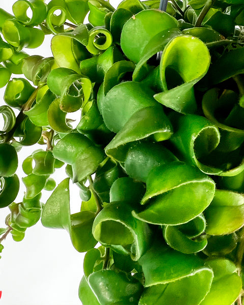 Lipstick Plant | Rasta | Aeschynanthus - Perfect Plants