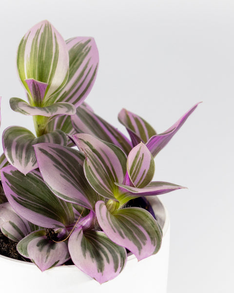 Tradescantia | Nanouk | Silver Inch Plant - Perfect Plants