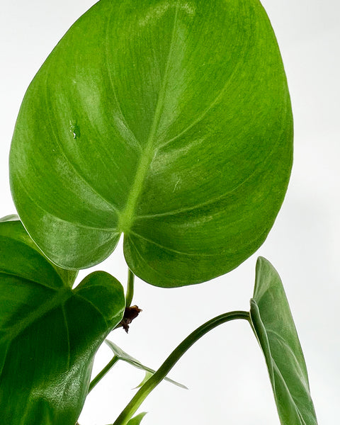 Philodendron | Scandens Heart Leaf - Perfect Plants
