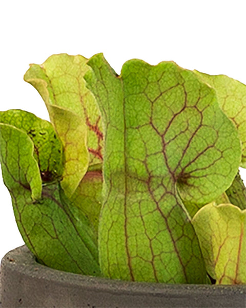 Pitcher Plant | Short Green Trumpets | Sarracenia - Perfect Plants