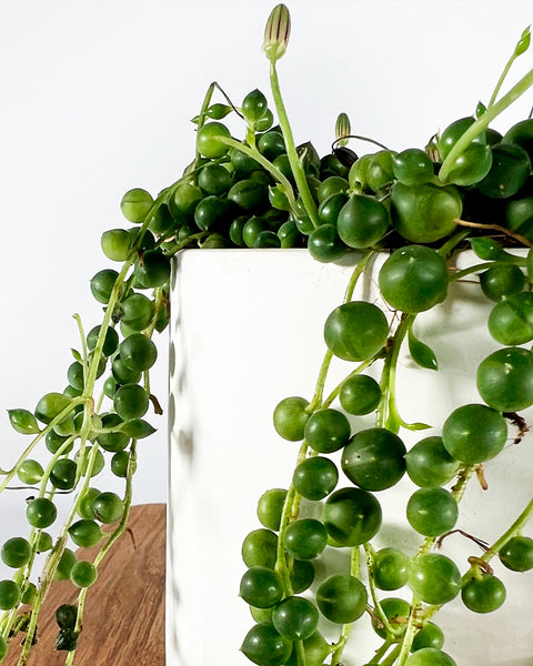 String of Pearls | Hanging | Senecio Rowleyanus - Perfect Plants