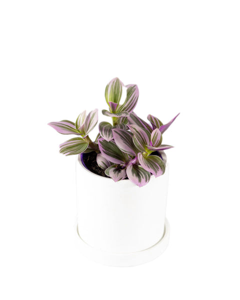 Tradescantia | Nanouk | Silver Inch Plant - Perfect Plants