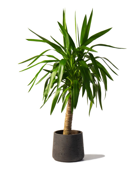 Yukka Plant - Single Trunk - Perfect Plants