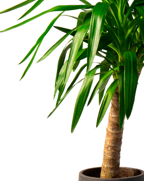 Yukka Plant - Single Trunk - Perfect Plants