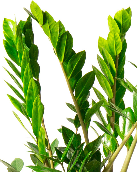 ZZ Plant | Fern Arum | Zamioculcas Zamiifolia - Perfect Plants