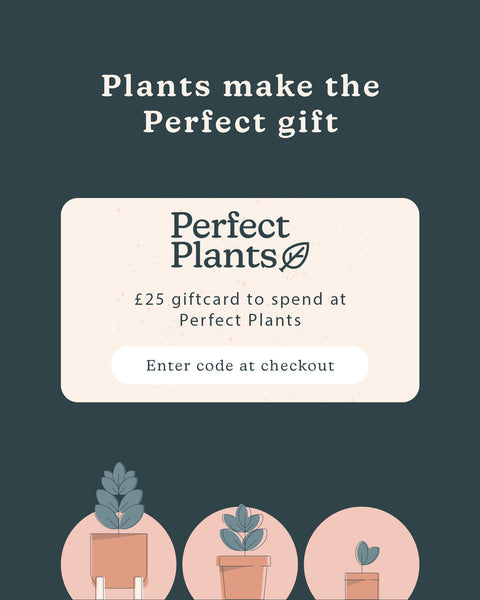 E-Gift Card | The Perfect gift - Perfect Plants