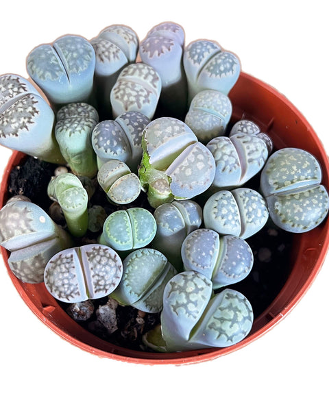 Lithops Hybrid | Living Stones - Perfect Plants